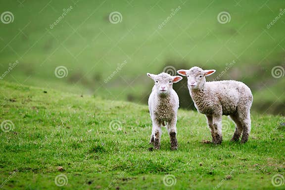Two lambs on the meadow. stock photo. Image of playful - 21430922