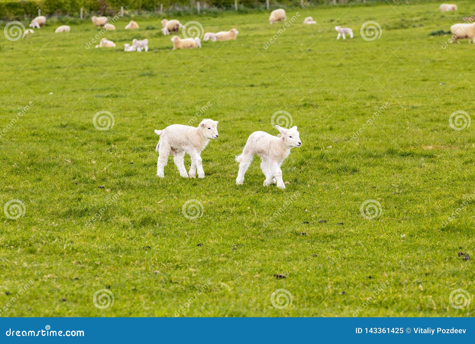 Two lambs in a meadow stock image. Image of field, rural - 143361425