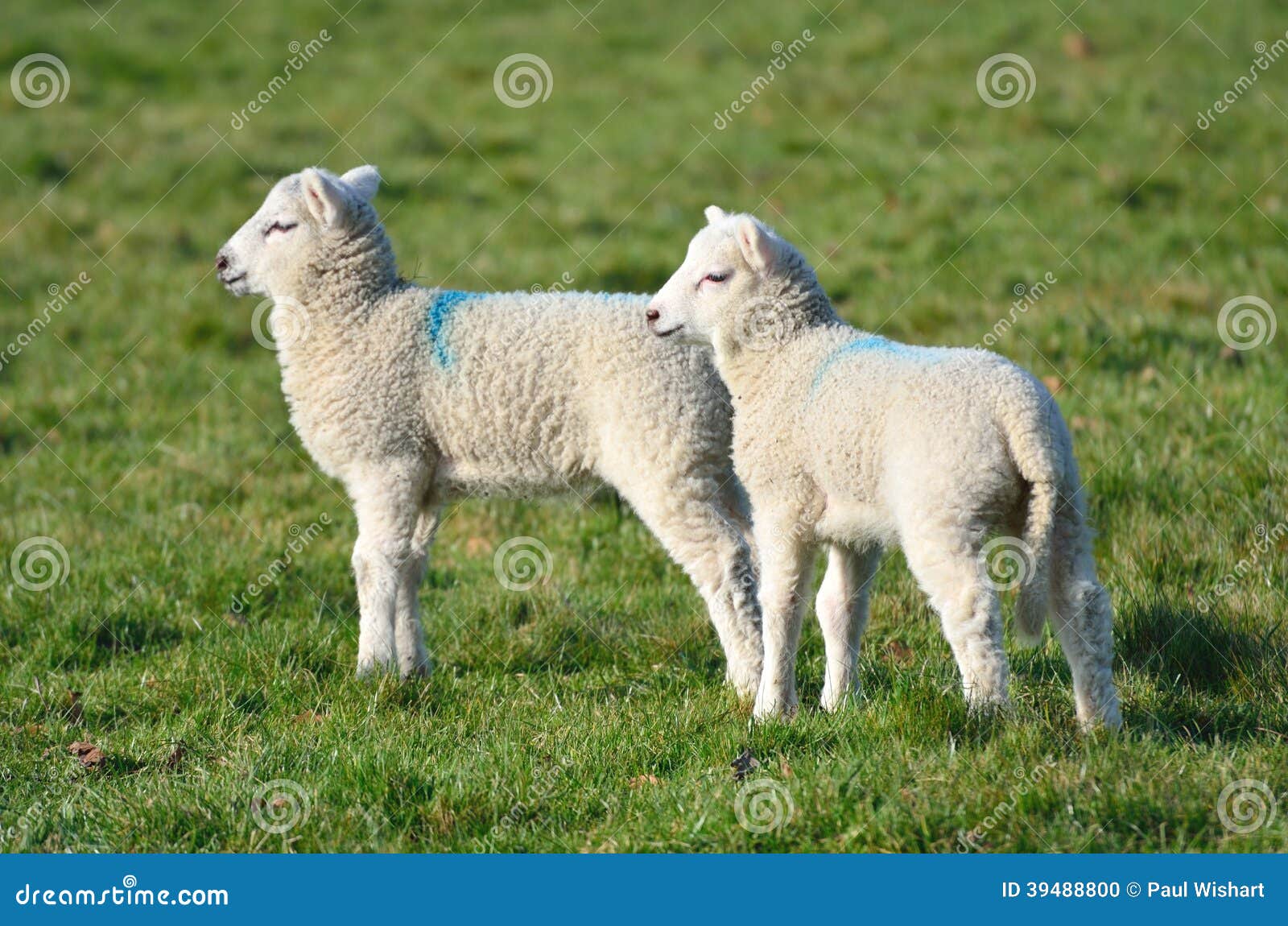 Two lambs together stock photo. Image of farm, rural - 39488800