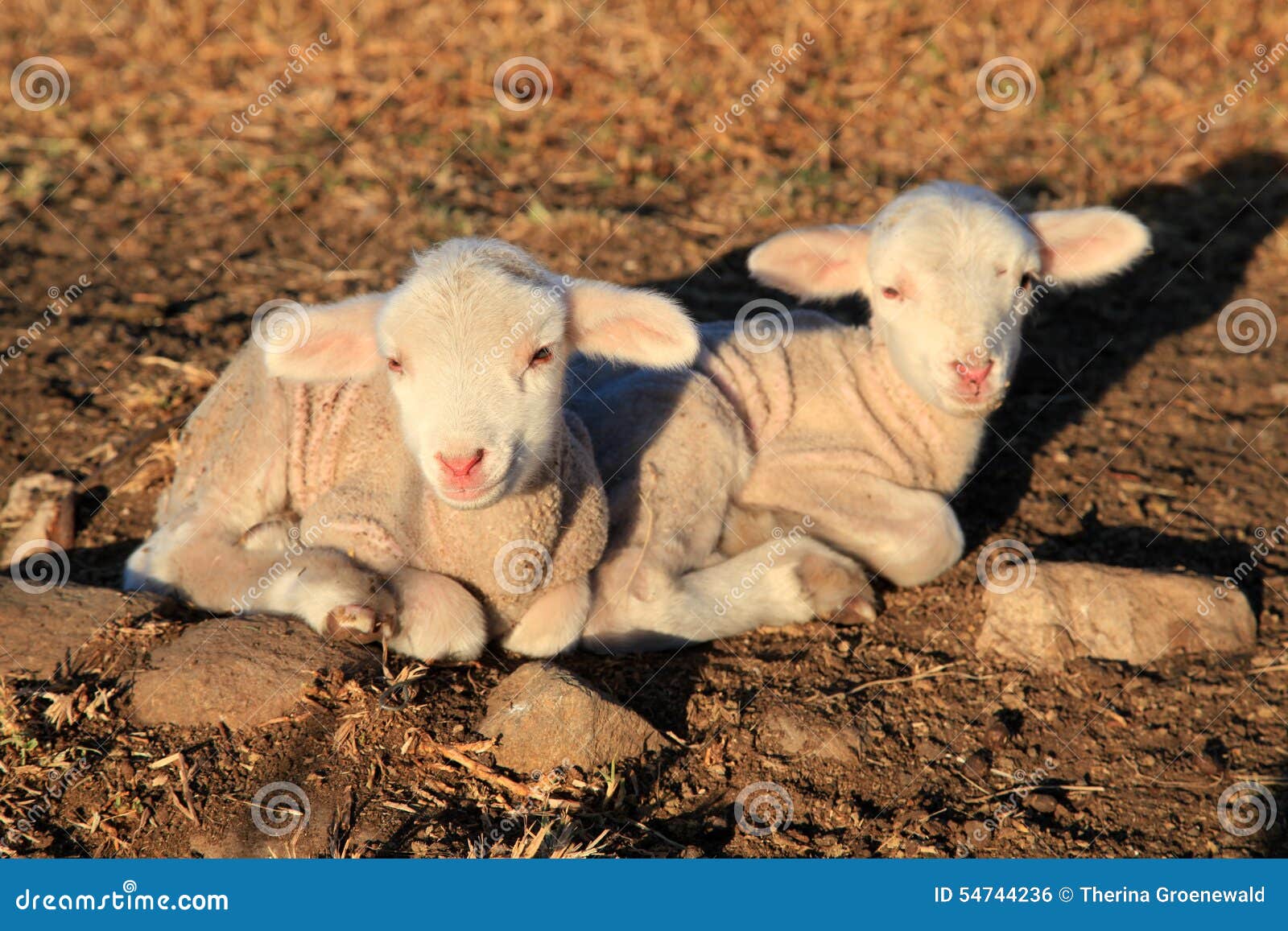 Two lambs stock photo. Image of animal, rural, look, newborn - 54744236