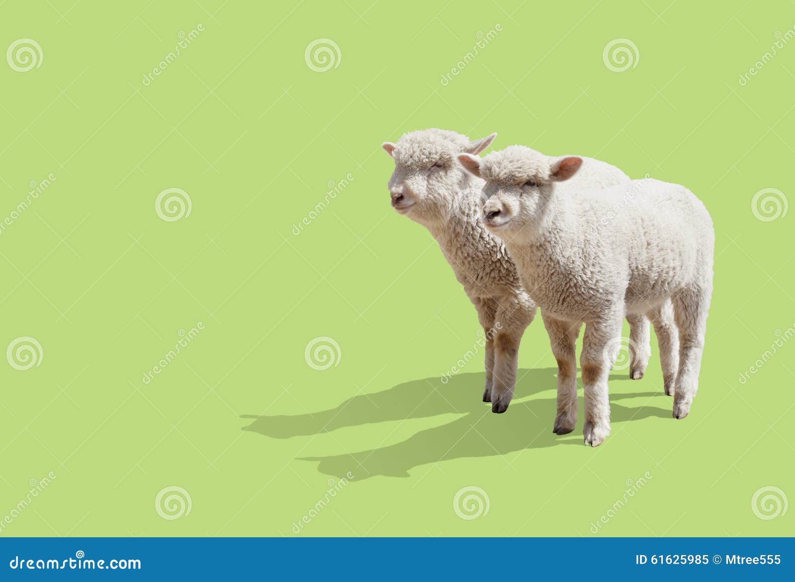 Two lambs stock image. Image of side, agriculture, isolated - 61625985