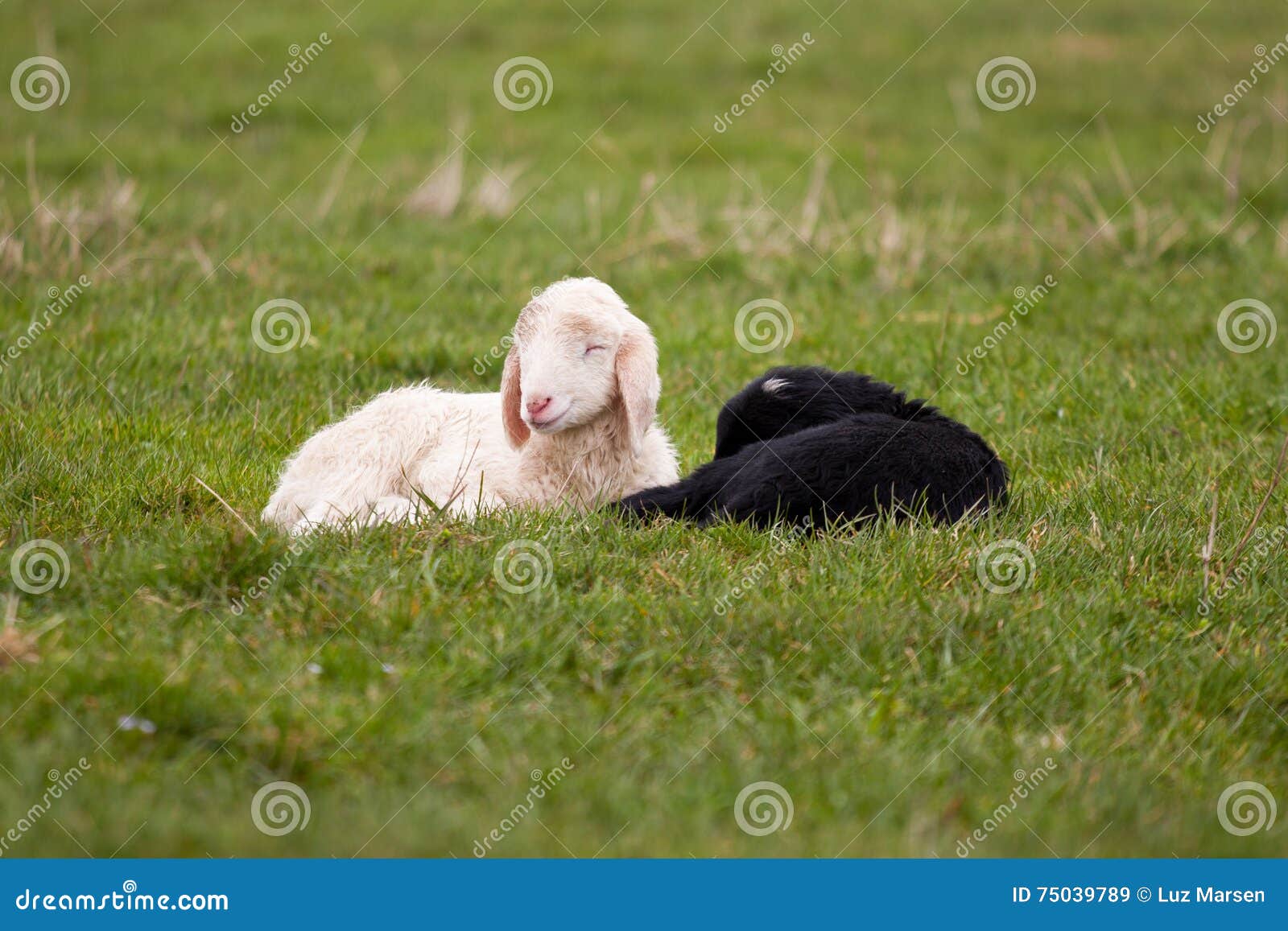 Two lambs stock image. Image of innocence, mammal, field - 75039789
