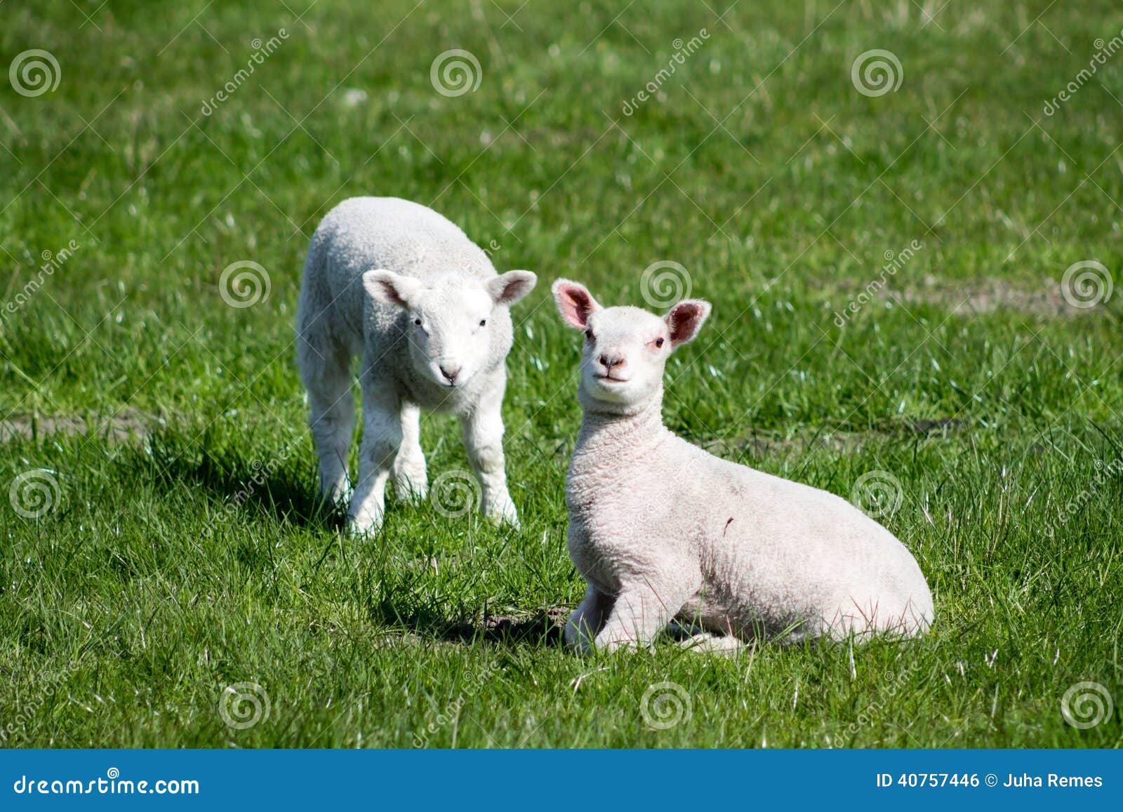Two Lambs stock photo. Image of offspring, springtime - 40757446