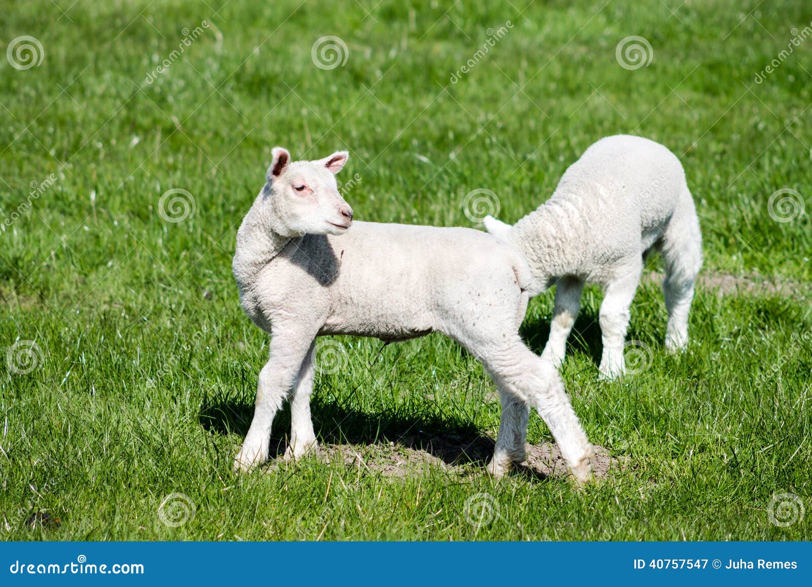 Two Lambs stock image. Image of spring, lamb, little - 40757547