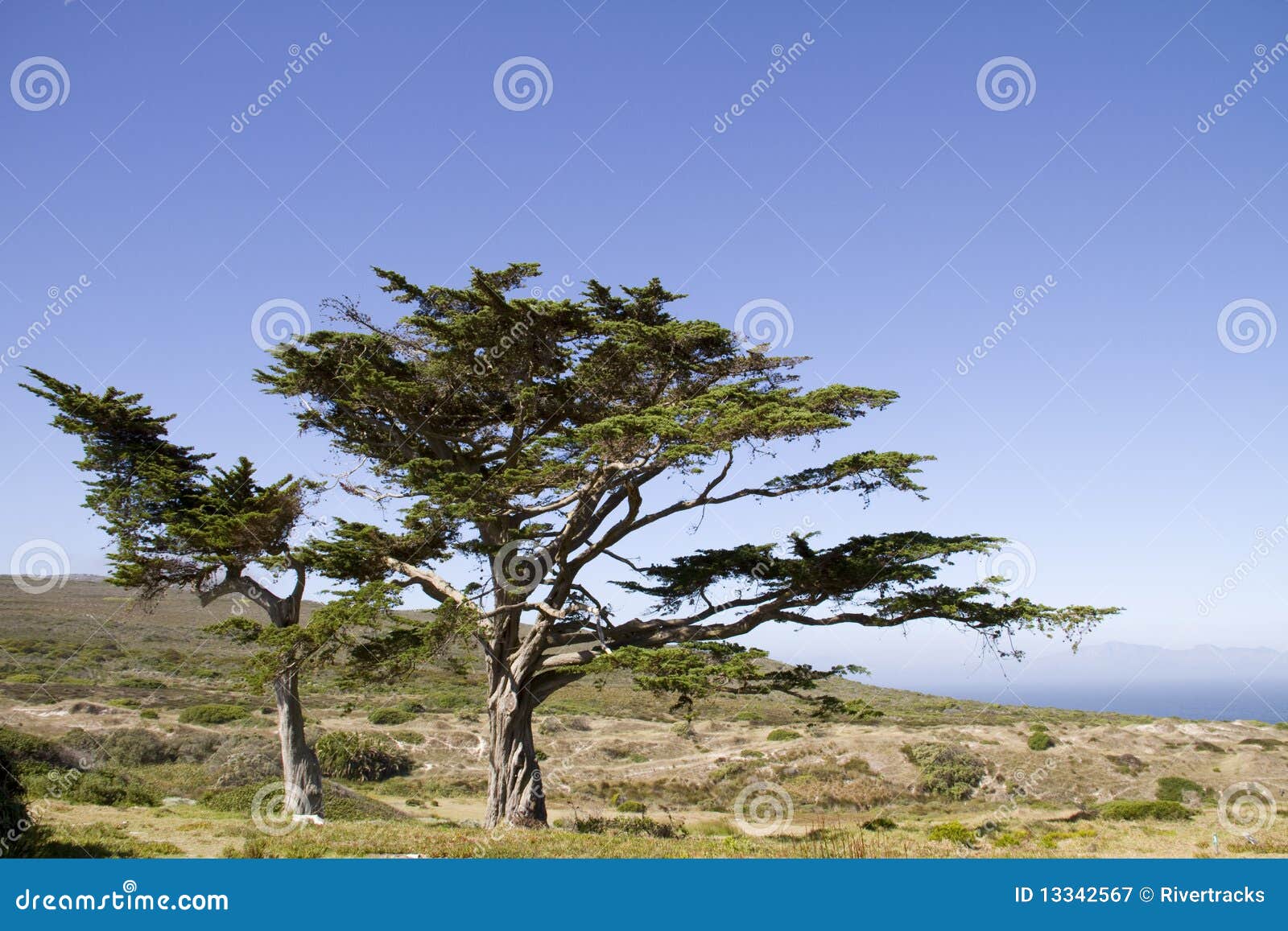 Two Landmark Trees at Cape Point Stock Image - Image of landscape ...