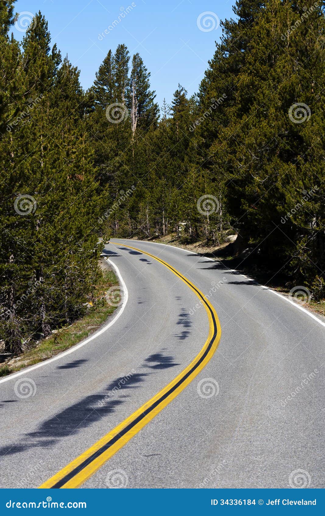 Two Lane Road Curve Admidst Pine Trees Stock Photo - Image of ...