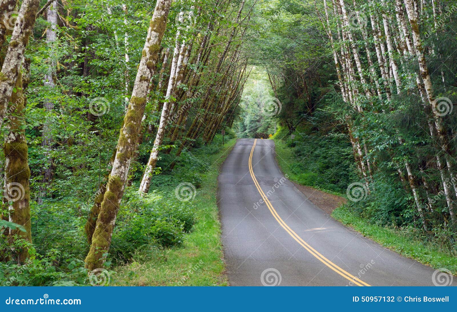 Two Lane Road Cuts through Dense Tree Canopy Hoh Rainforest Stock Photo ...