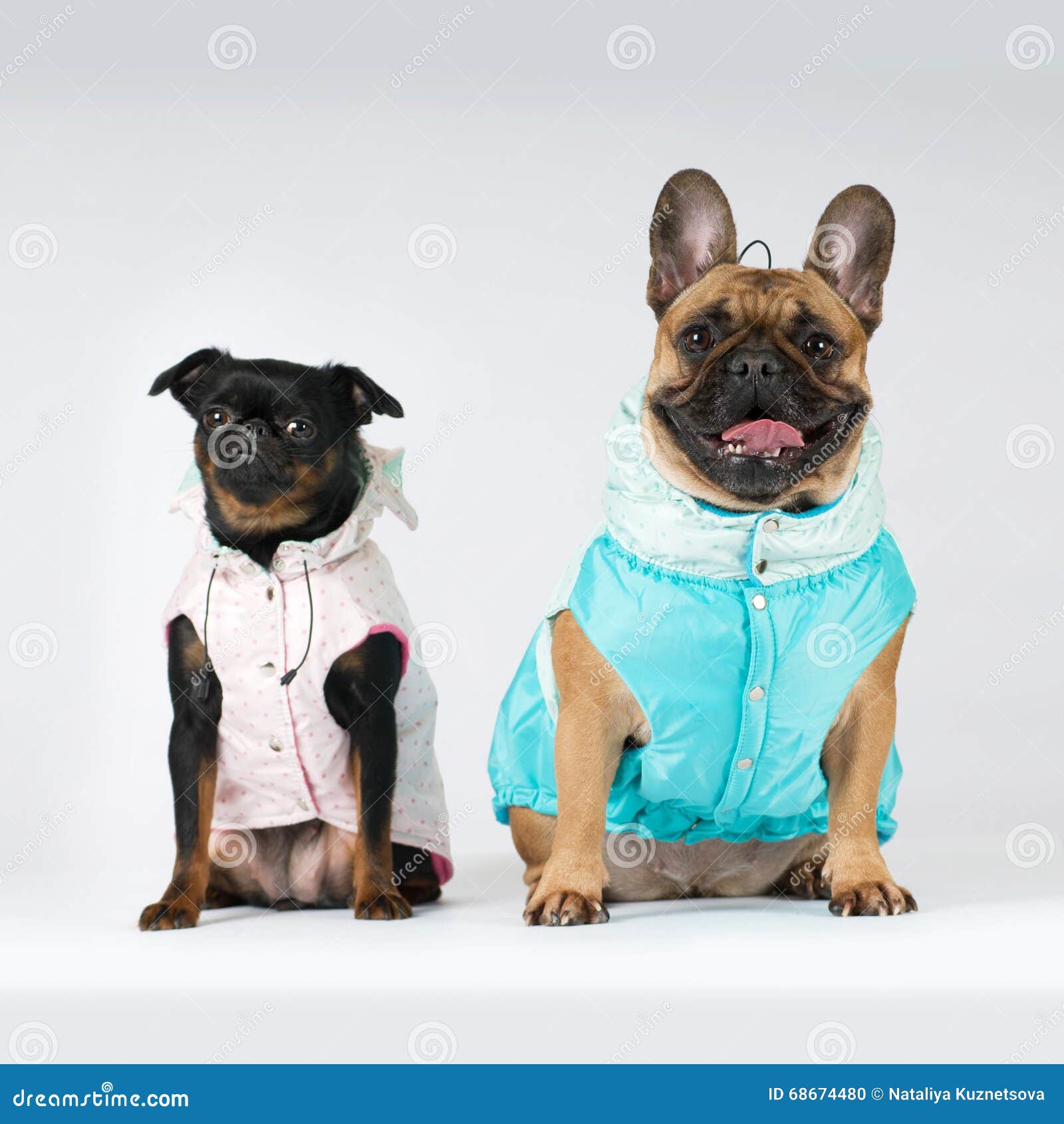 Two Lap Purebred Dogs in Suits Stock Photo - Image of front, cute: 68674480