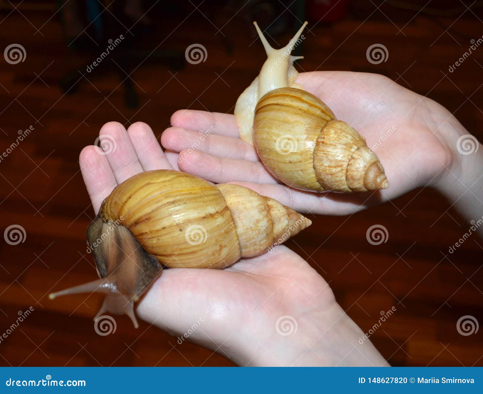 Two large Achatina snails stock photo. Image of young - 148627820
