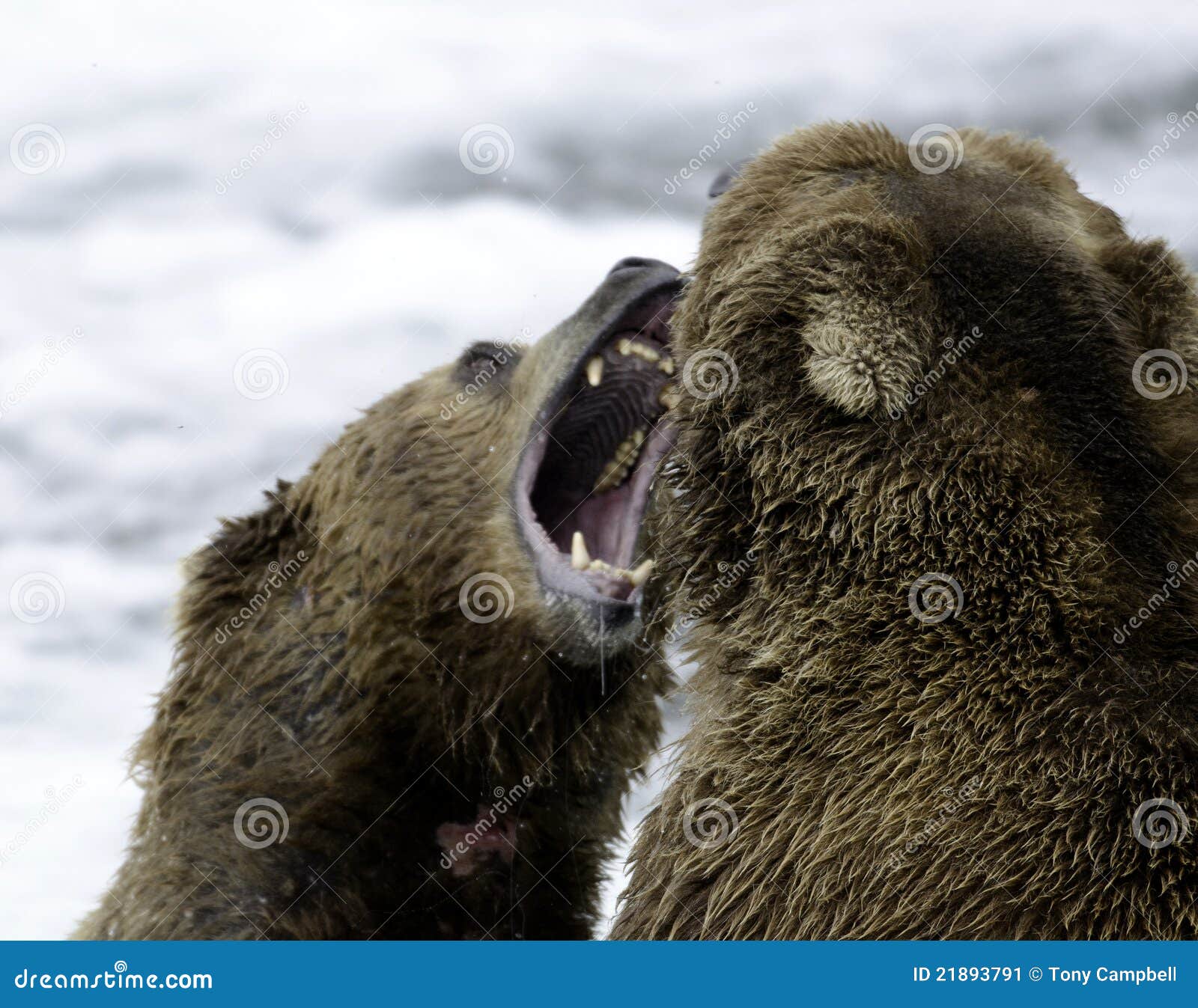 Two Large Alaskan Brown Bears Fighting Stock Image - Image of ursus ...