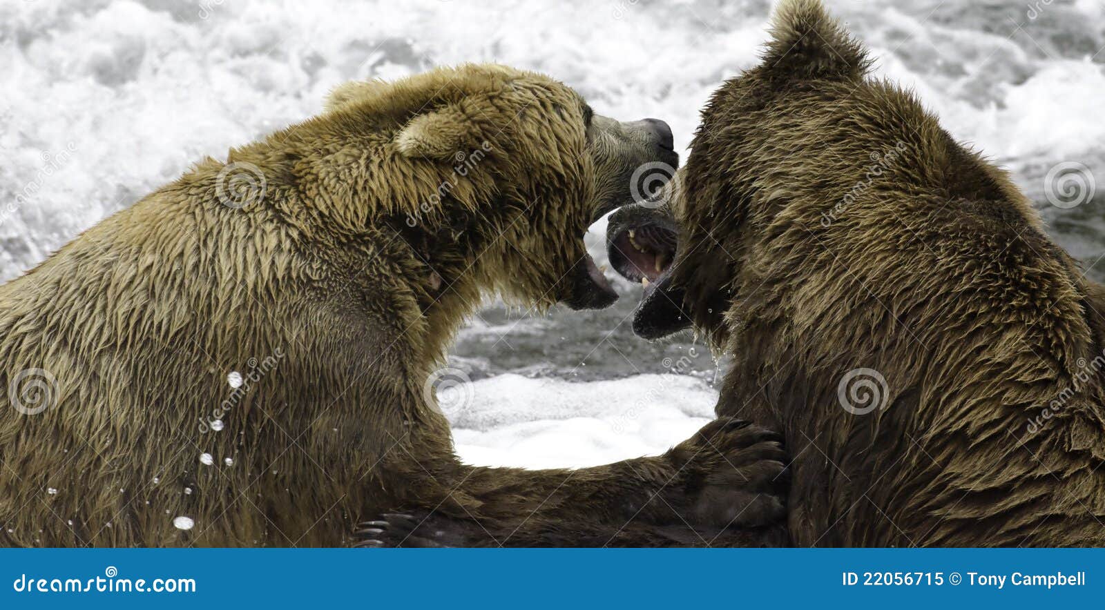 Two Large Alaskan Brown Bears Fighting Stock Image - Image of shore ...