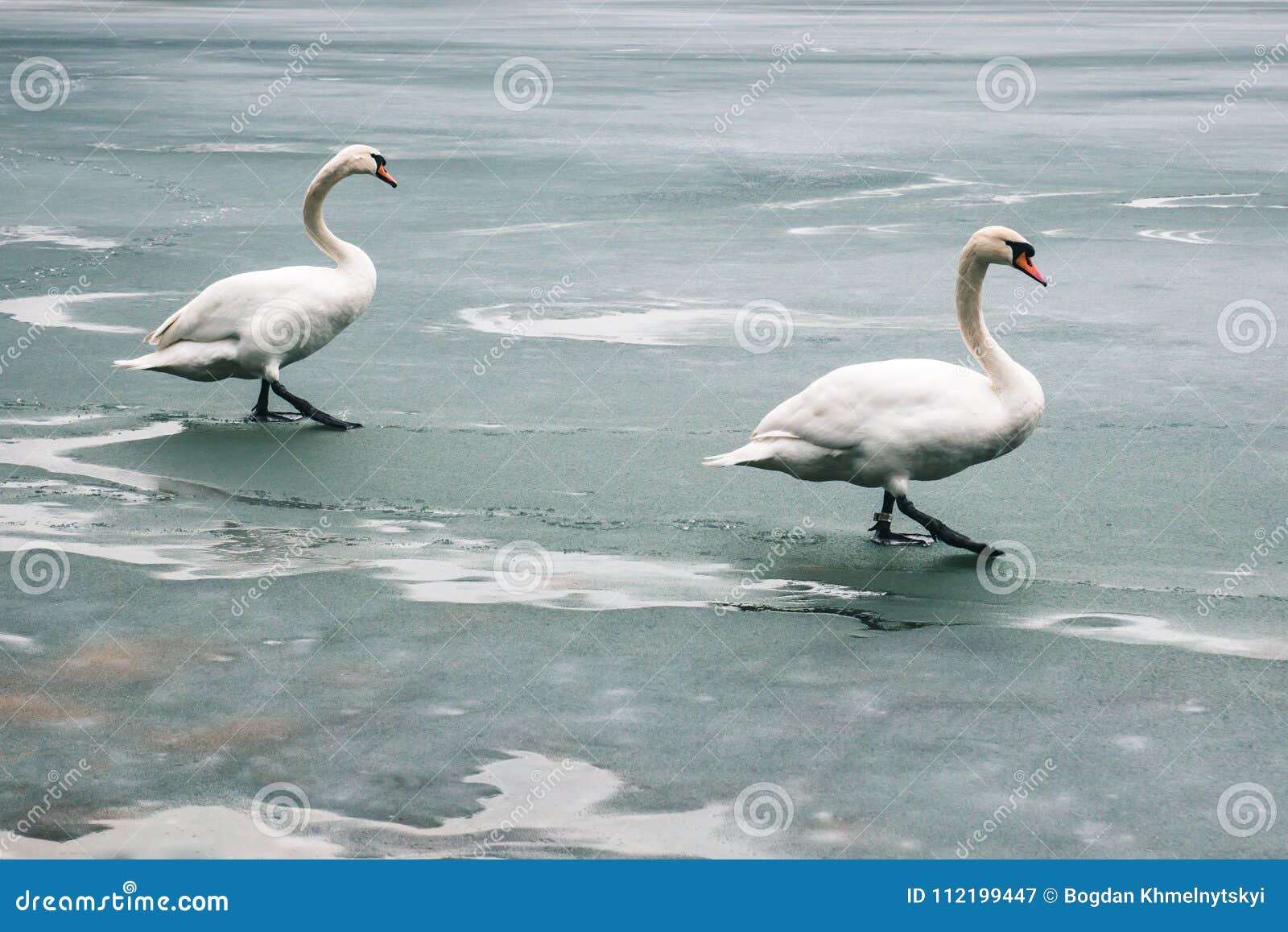 Two Large Beautiful White Swans Walk on the Ice Covered Lake Stock ...