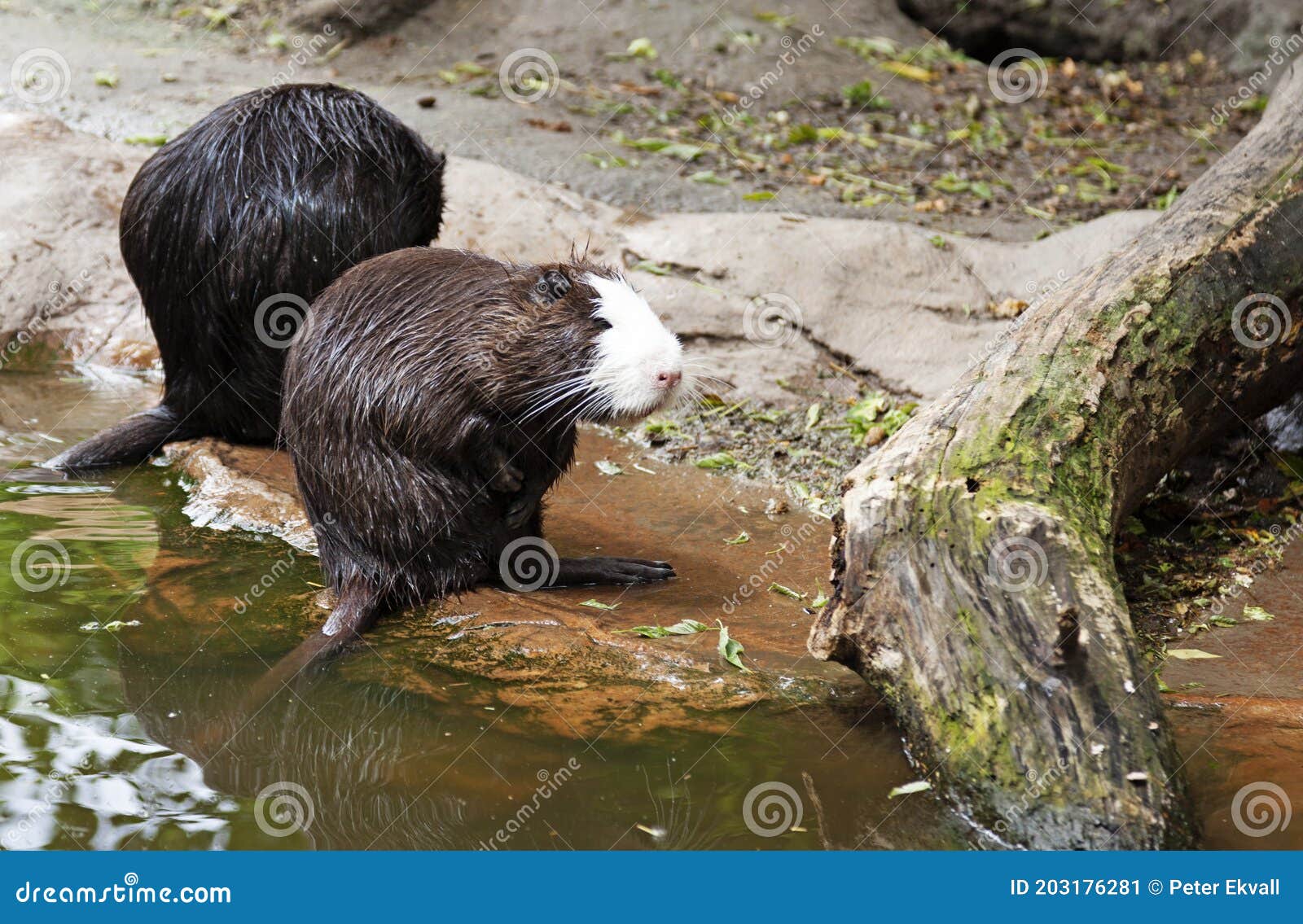 Two Large Beavers at the Shore Stock Image - Image of grass, beaver ...