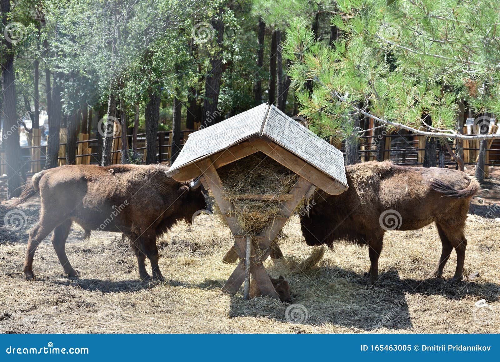 Two Large Bisons Eat from the Trough at the Zoo Stock Image - Image of ...