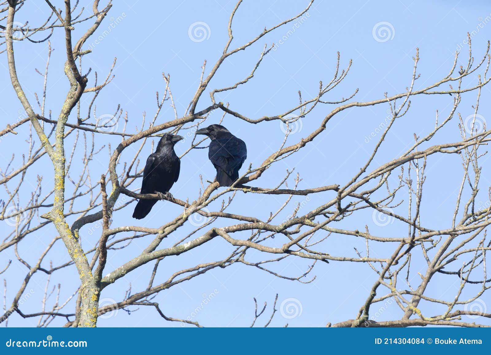 Two Common Ravens Perched in a Large Tree. Stock Photo - Image of ...