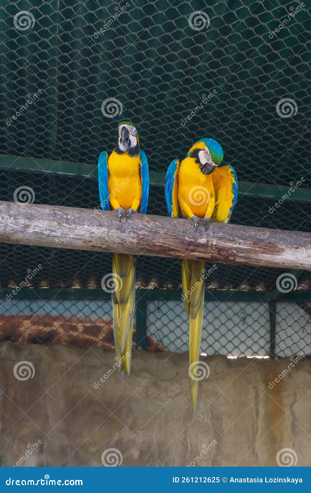 Two Large Blue-yellow Macaw Parrots on a Perch in a Zoo Stock Image ...