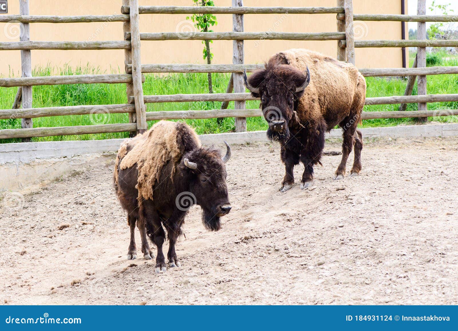 Two Large Brown Bison Inside Zoo Cattle Paddock Stock Photo - Image of ...