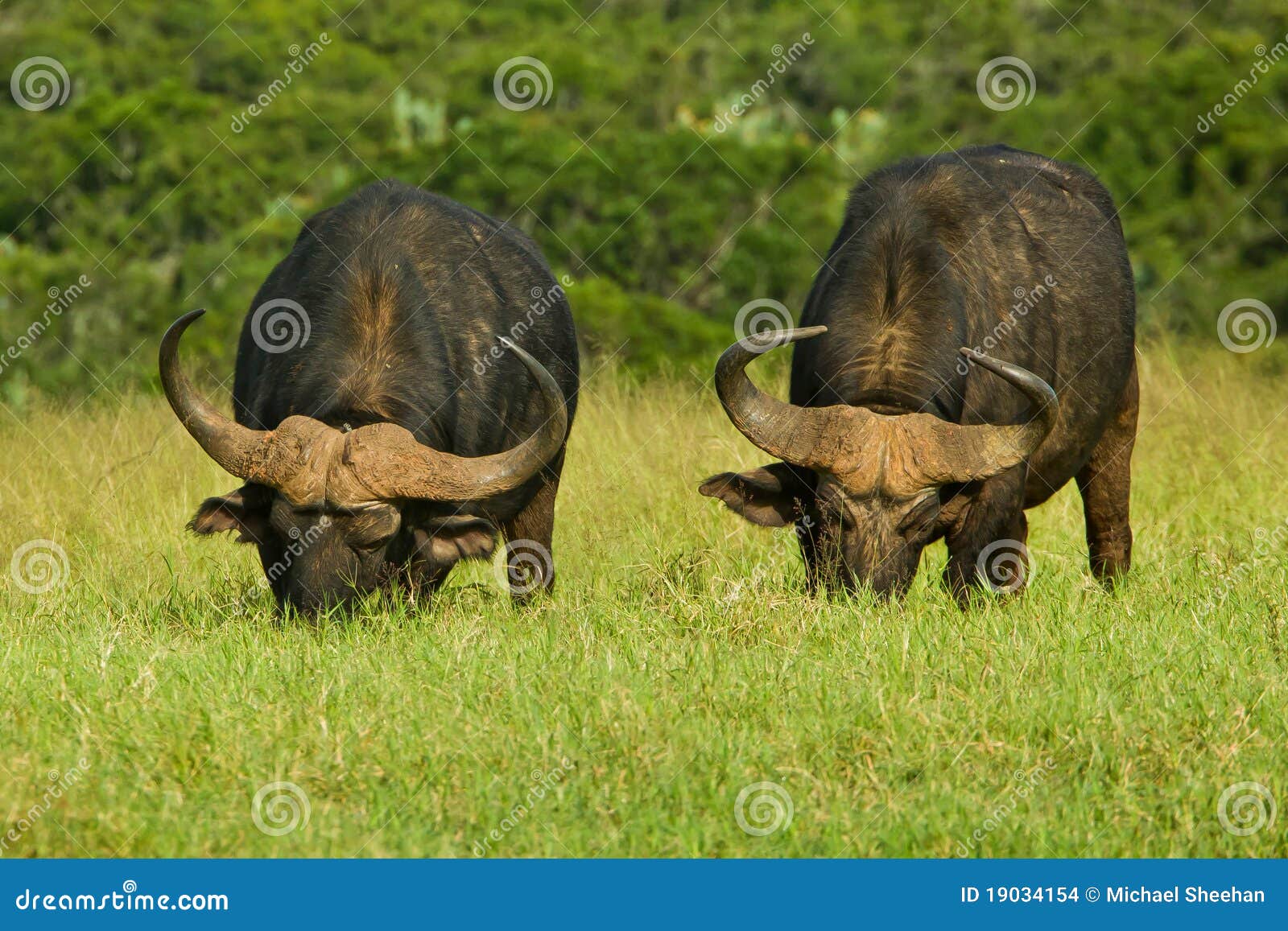 Two large buffalo grazing stock photo. Image of waterhole - 19034154