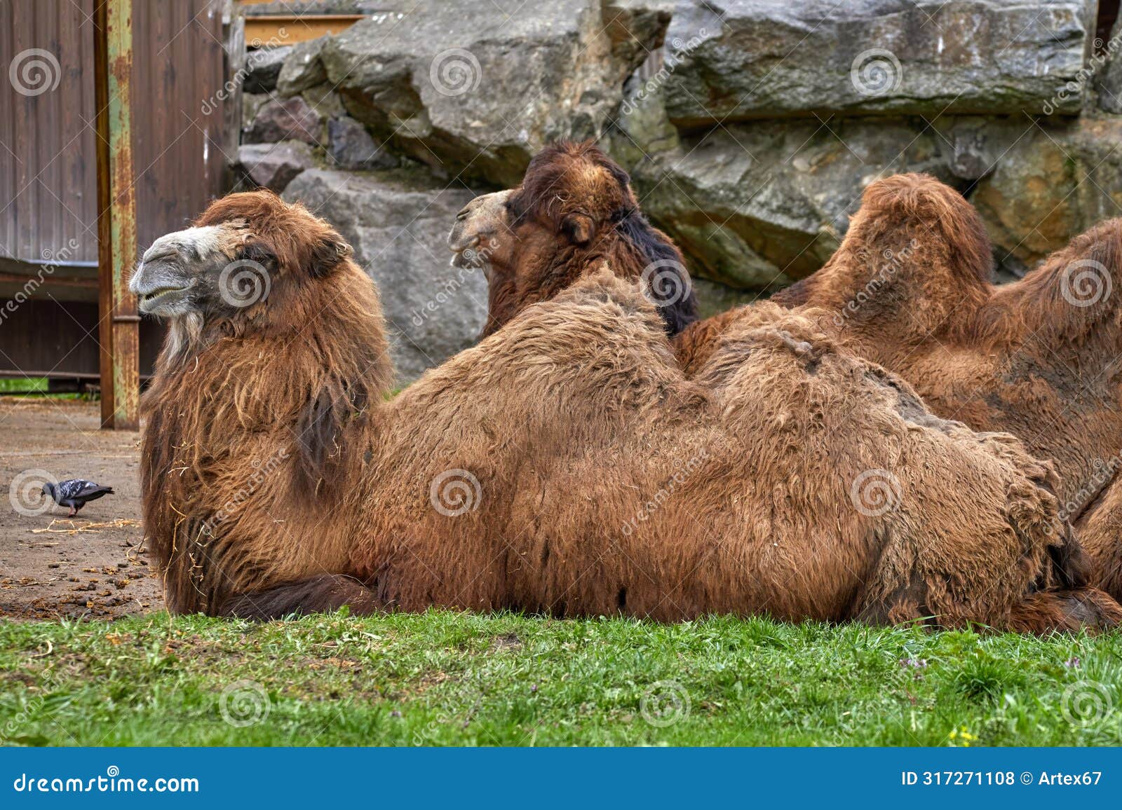 Two Large Camels Lying on the Grass Stock Photo - Image of beautiful ...