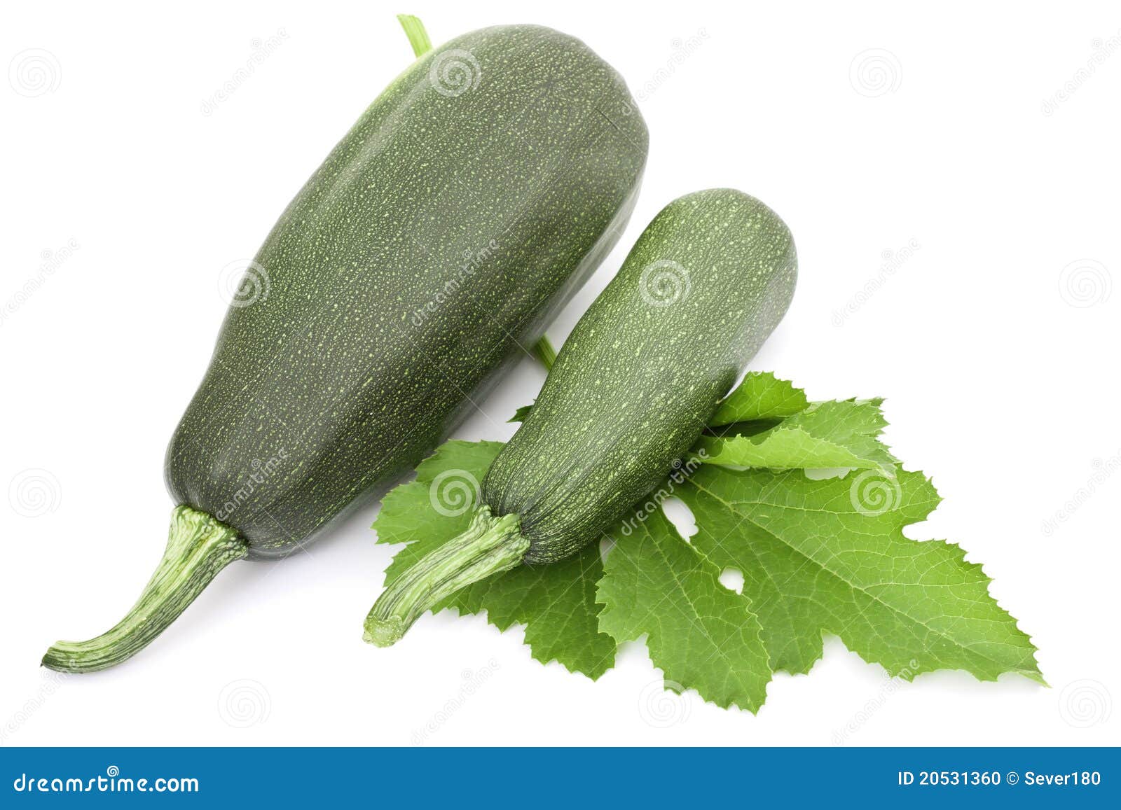 Two large courgettes stock photo. Image of marrow, food - 20531360
