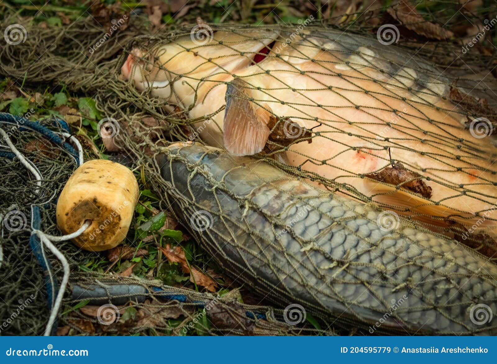 Two Large Different Carp Caught in a Net Lie on the Shore Stock Image ...