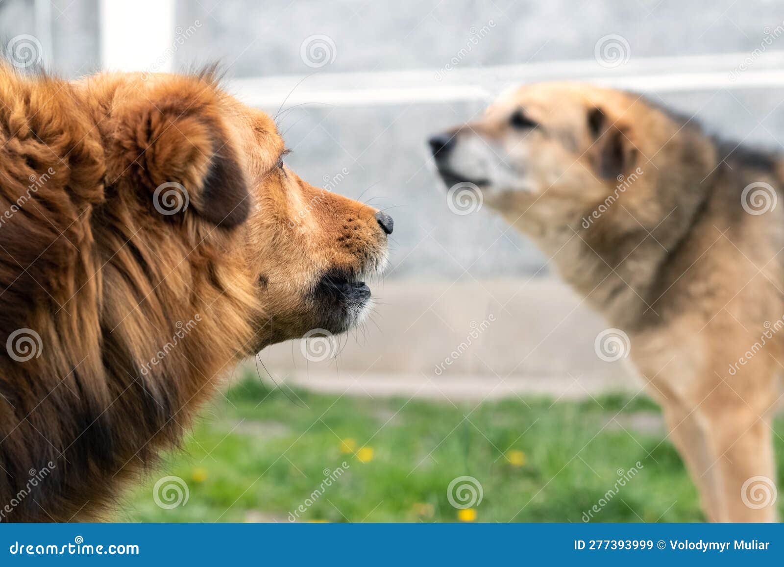 Two Large Dogs Look Threateningly at Each Other Stock Image - Image of ...