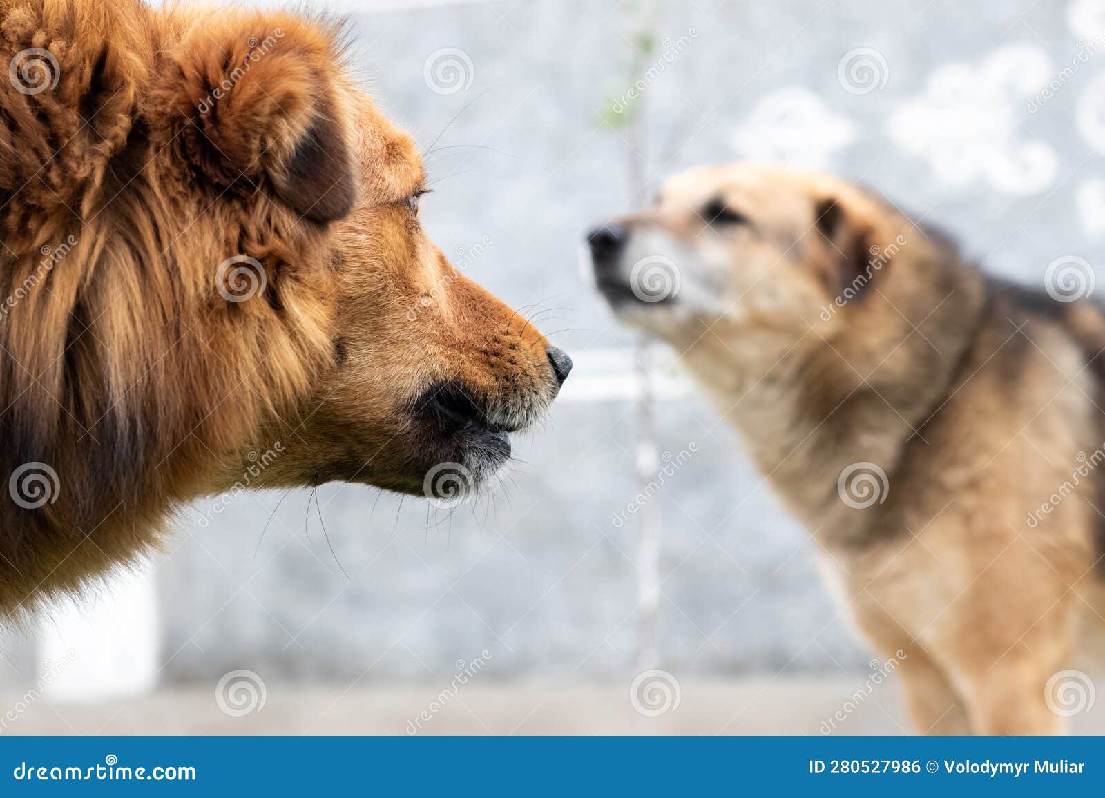 Two Large Dogs Look Threateningly at Each Other Stock Photo - Image of ...
