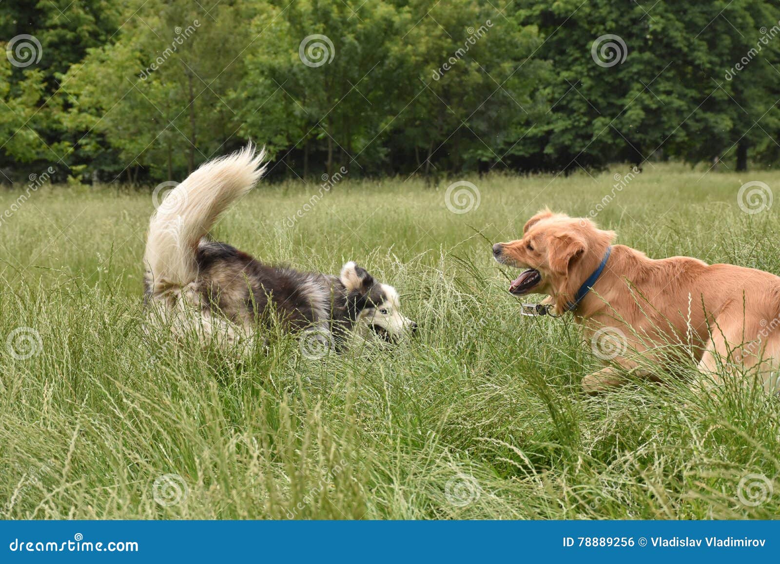 Two large dogs playing stock photo. Image of field, dogs - 78889256