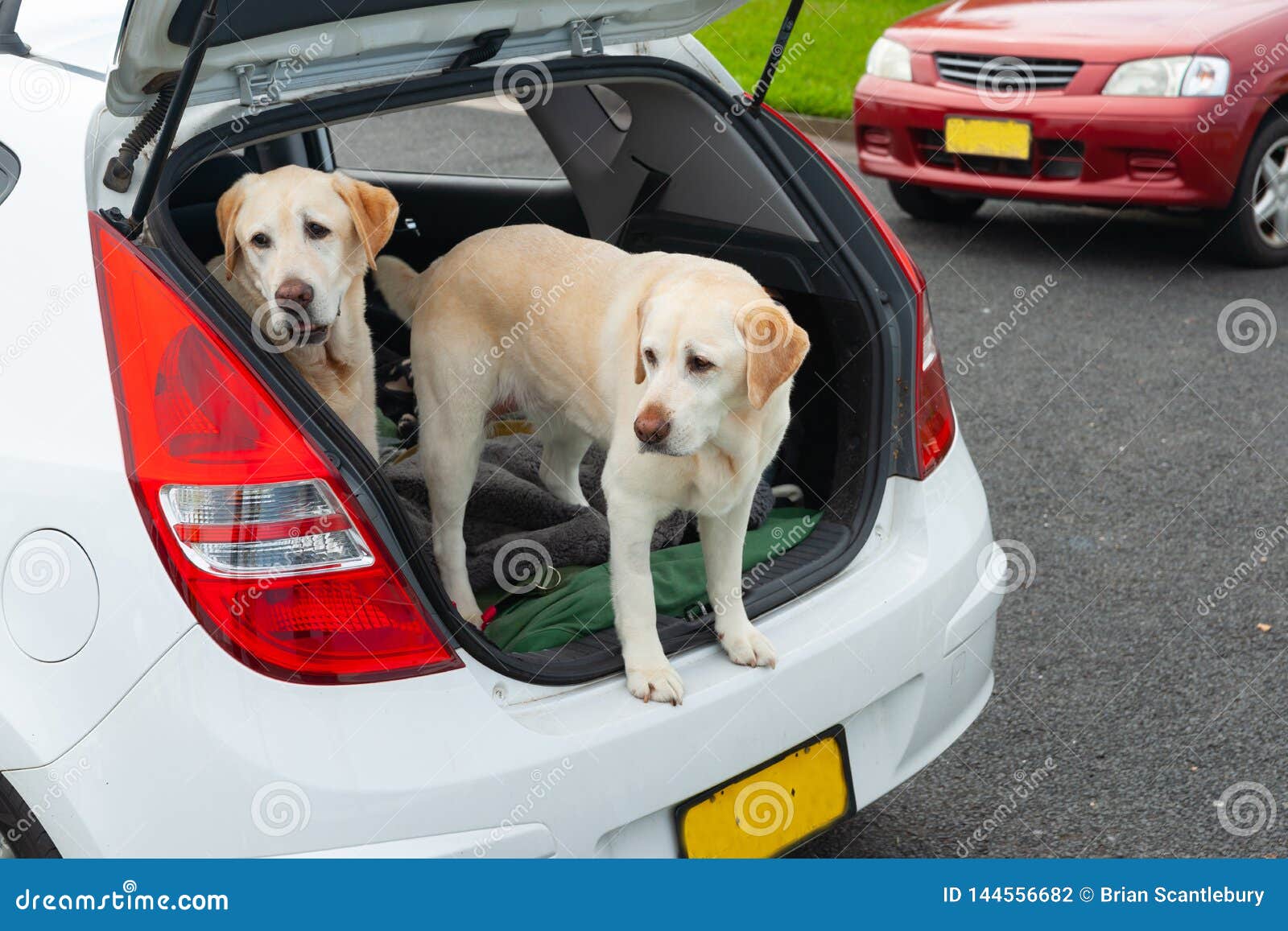 Two Large Dogs Standing in Boot of Car Stock Photo - Image of open ...