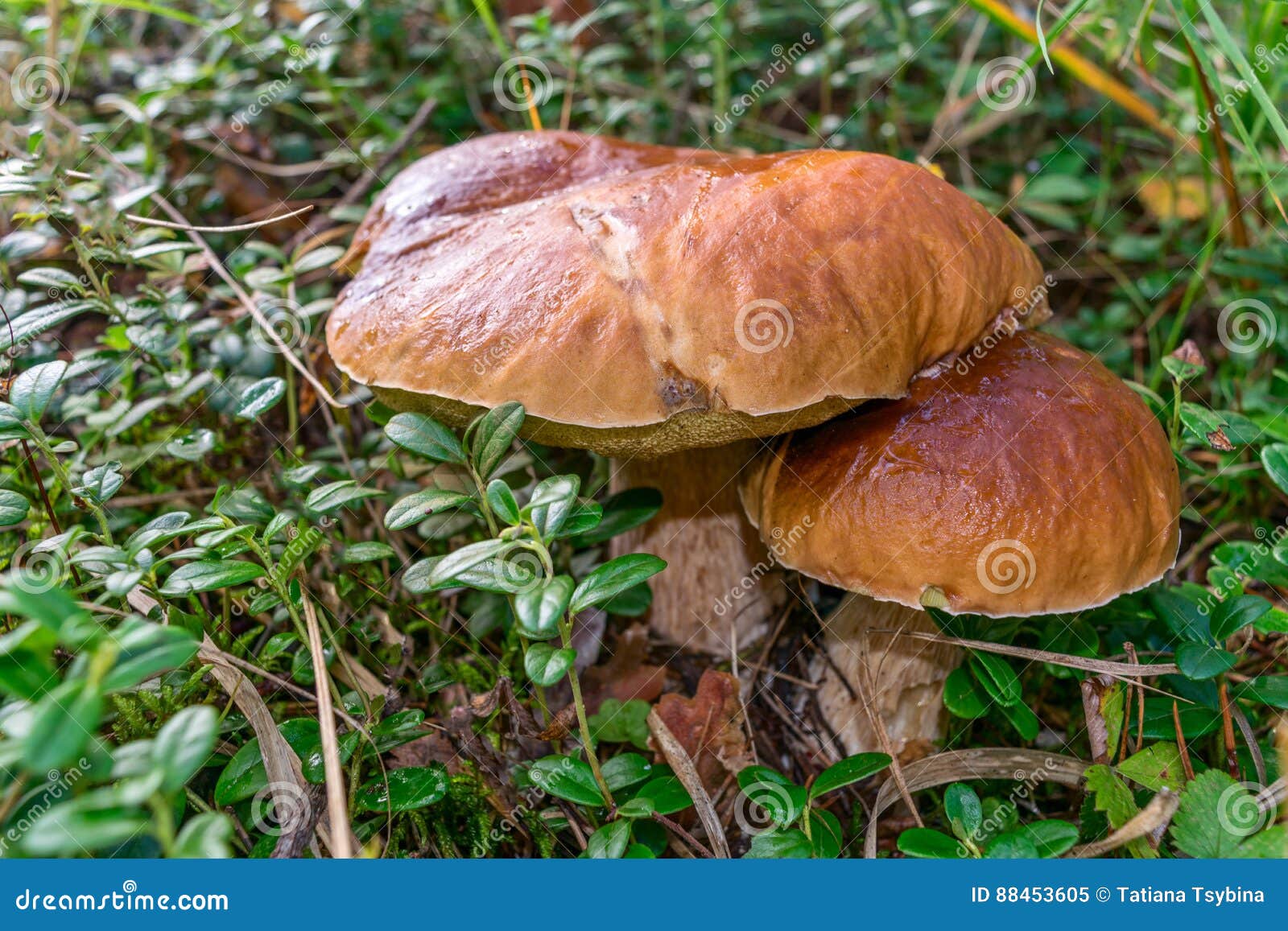 Two Large Edible of Ceps in the Forest on a Green Background Stock ...