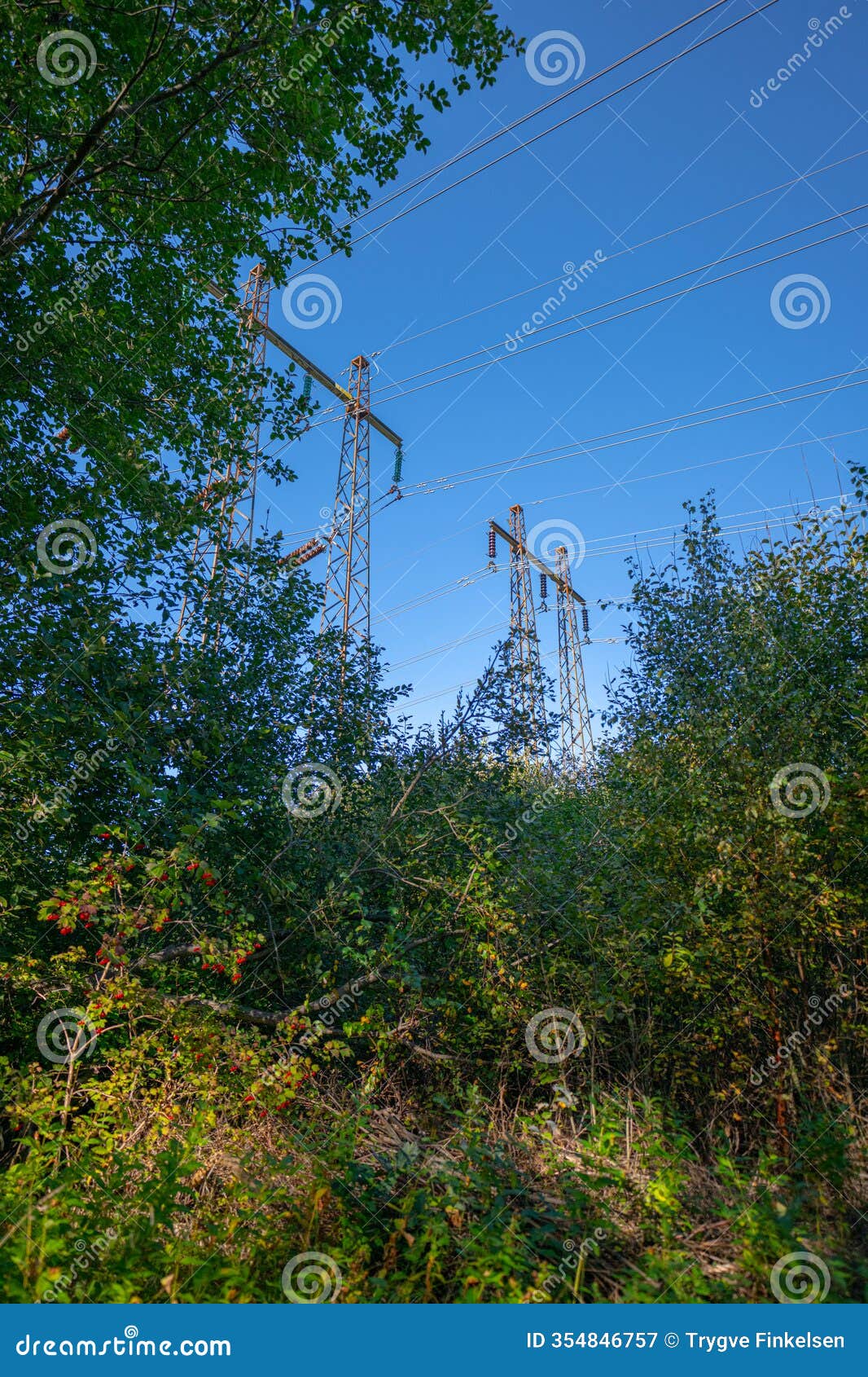 Two Large Electrical High Voltage Pylons Over a Forest.. Stock Image ...