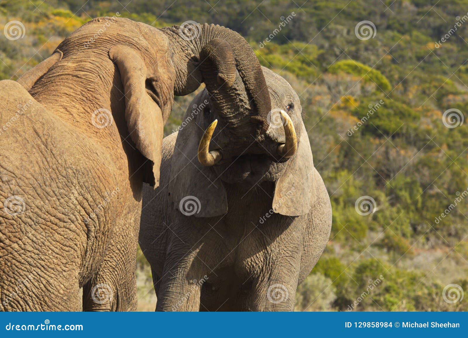 Two Large Elephants Pushing and Shoving Each Other Stock Photo - Image ...