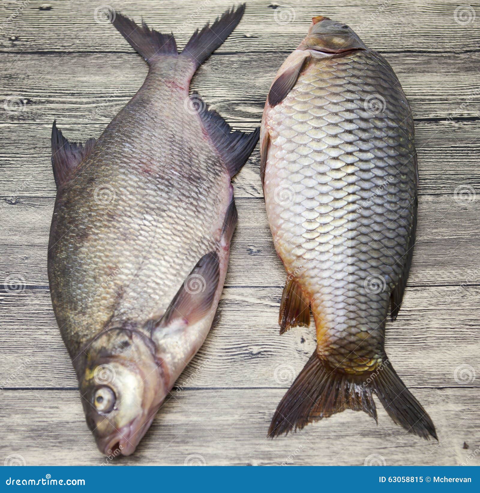 Two Large Fresh Carp Live Fish Lying on a Wooden Board Stock Image ...