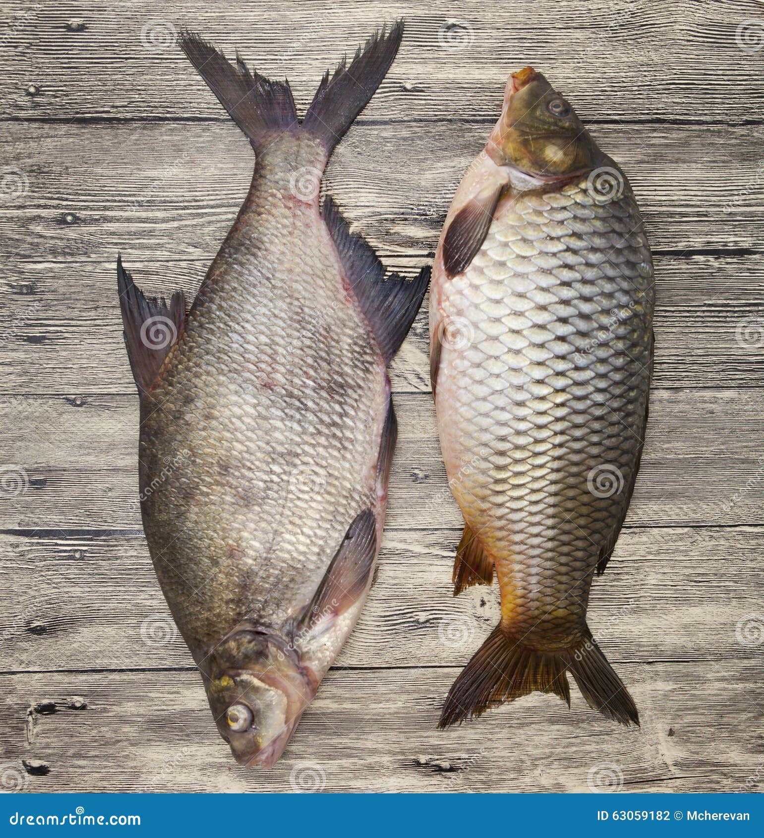 Two Large Fresh Carp Live Fish Lying on a Wooden Board Stock Photo ...