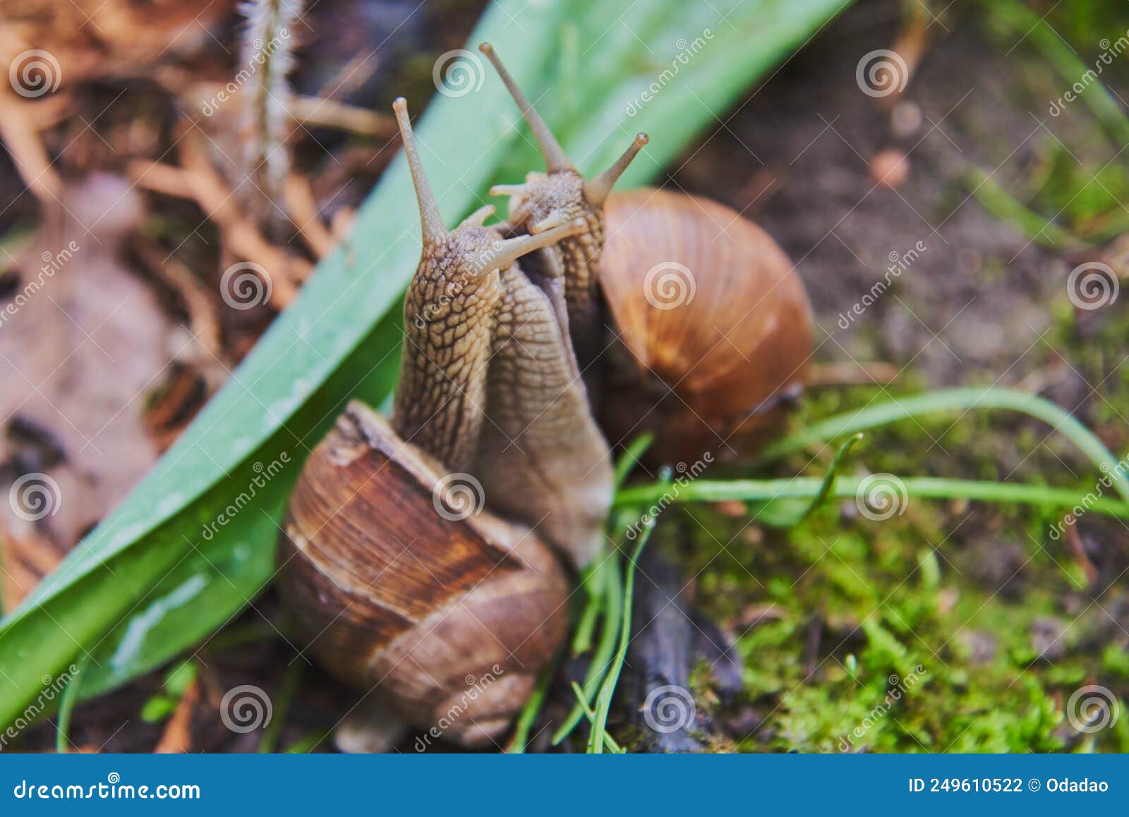 Two Large Garden Snails Hug on the Grass . Stock Photo - Image of slimy ...