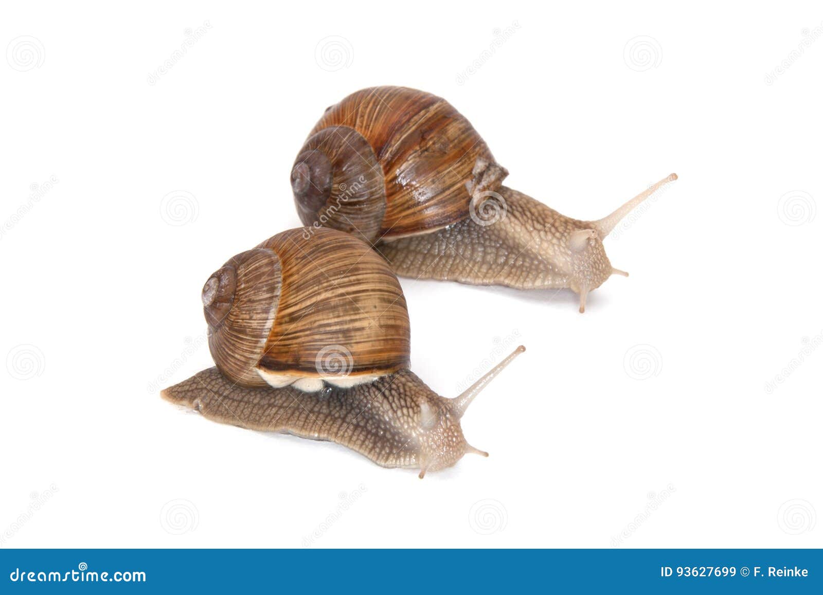 Large Garden Spider In A Web With Bugs Stock Photo | CartoonDealer.com ...