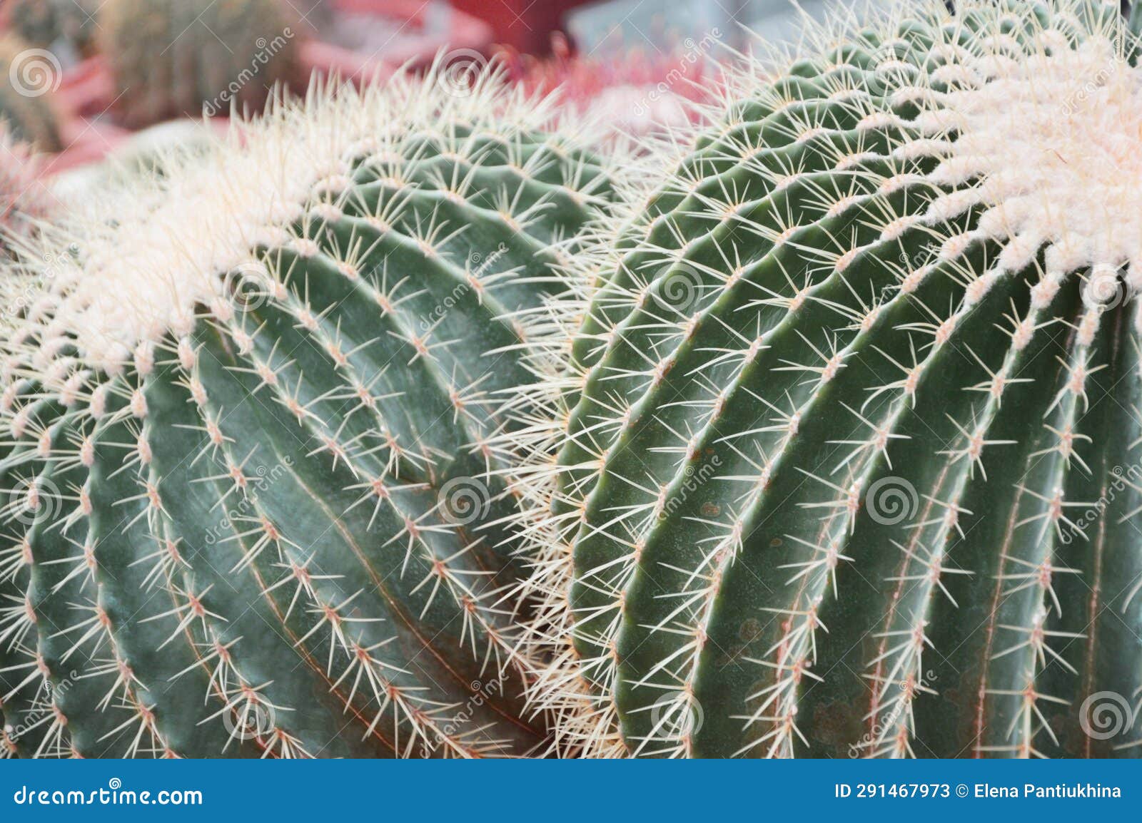 Pair of Large Green Round Cactus Close-up, Beautiful Texture and Sharp ...