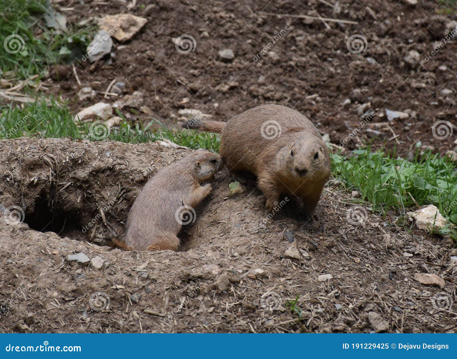 Two Large Ground Squirrels Playing Around His Burrow Stock Image ...