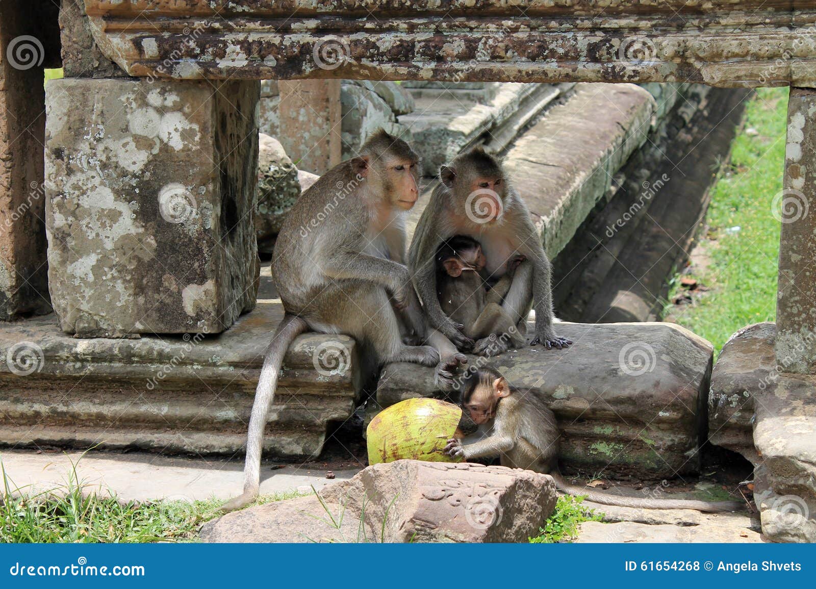 Two Large Monkeys with Two Kids Stock Photo - Image of pebble ...