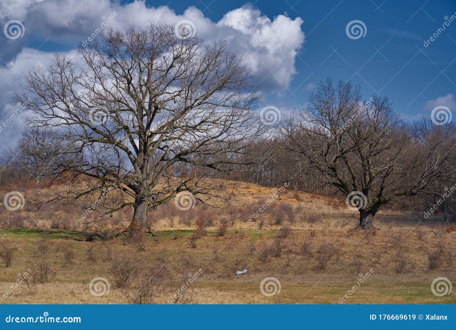 Two Large Oak Trees in the Spring Stock Image - Image of morning ...