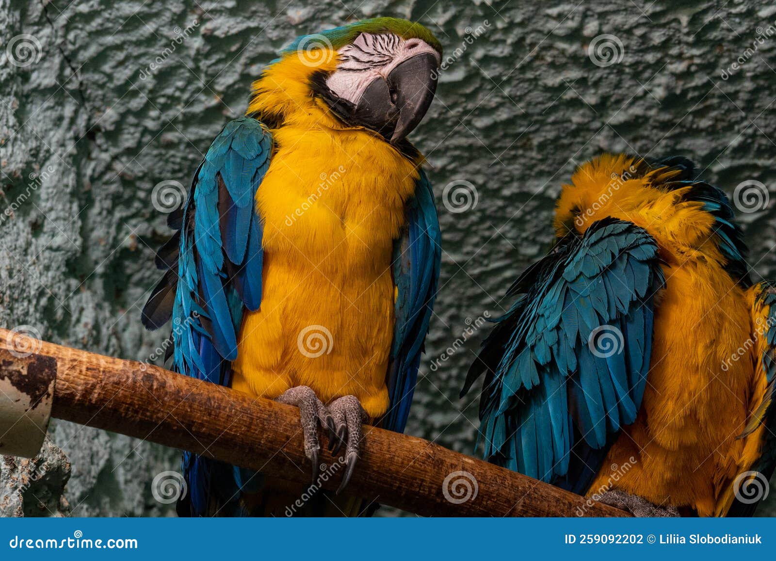 Two large parrots stock photo. Image of finch, quail - 259092202