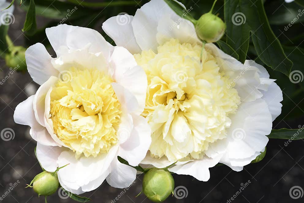 Two Large Peony Flowers on a Bush Stock Image - Image of peonies ...