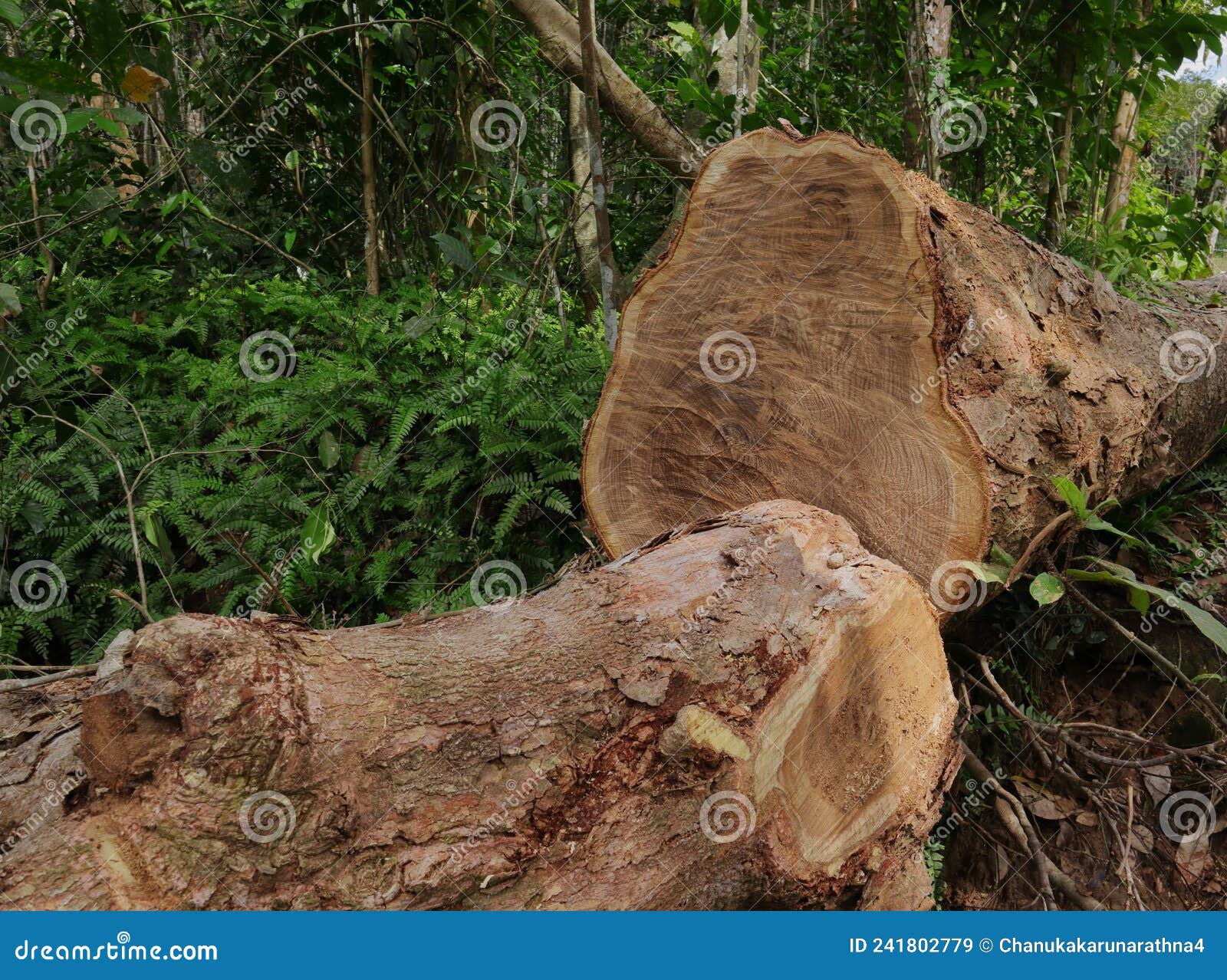 Pericopsis Mooniana, The Nandu Wood Or Nedun Tree, Is A Species Of ...