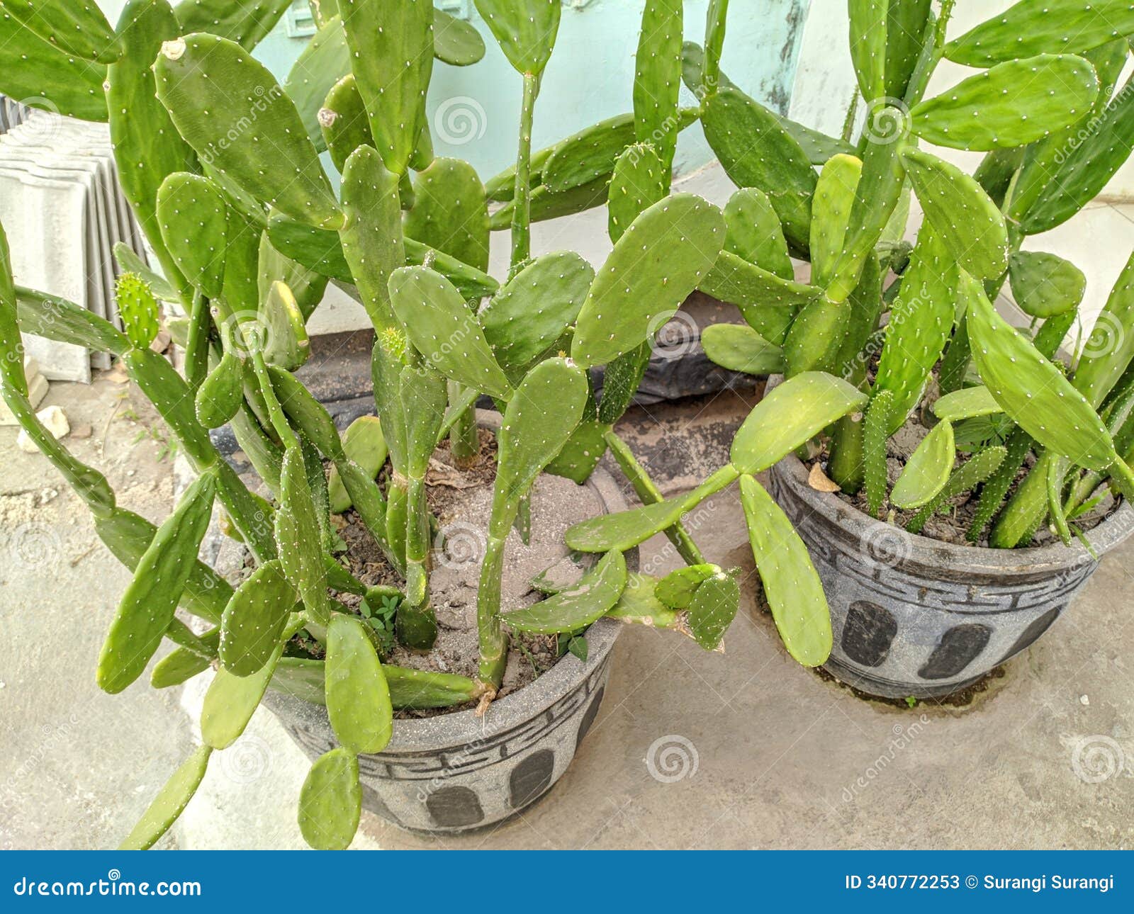 Two Large Potted Cacti with Long, Flat Pads and Sharp Spines. Stock ...