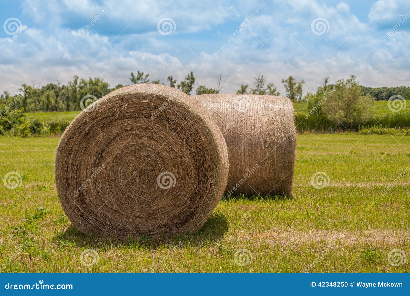 Two Large Round Grass Hay Bales Stock Photo - Image of nutrition, feed ...