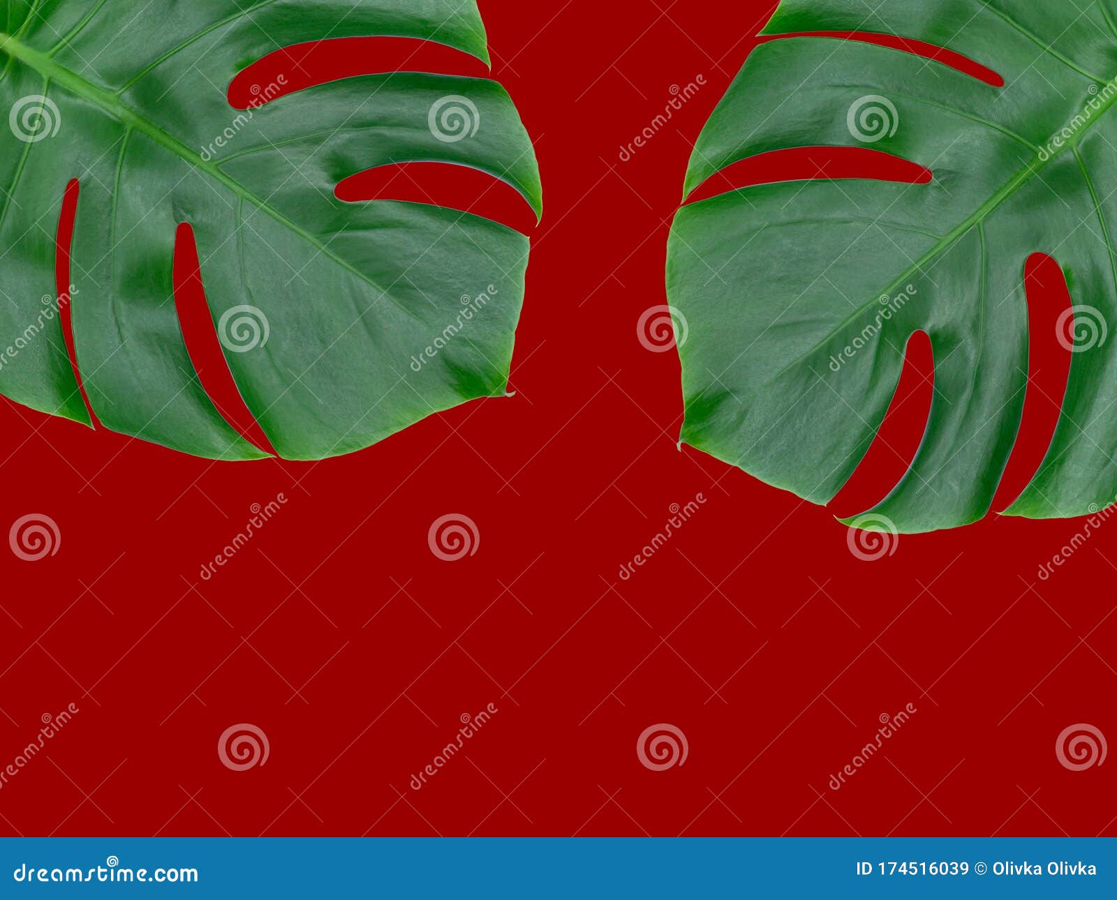 Two Large Sheets of Monstera on a Dark Red Background. Tropical Leaves ...