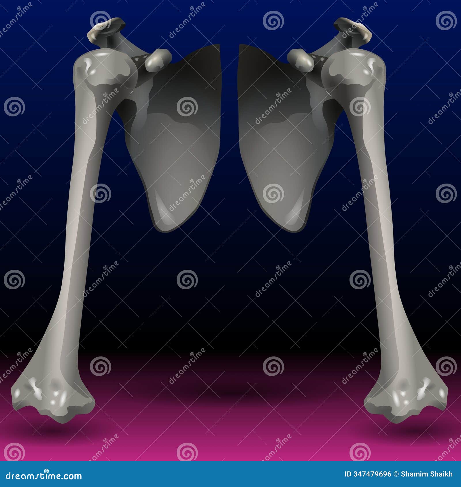 Two Large Skeletal Structures Resembling Stylized Bones. Stock ...