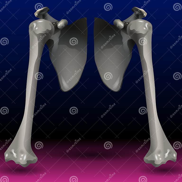 Two Large Skeletal Structures Resembling Stylized Bones. Stock ...