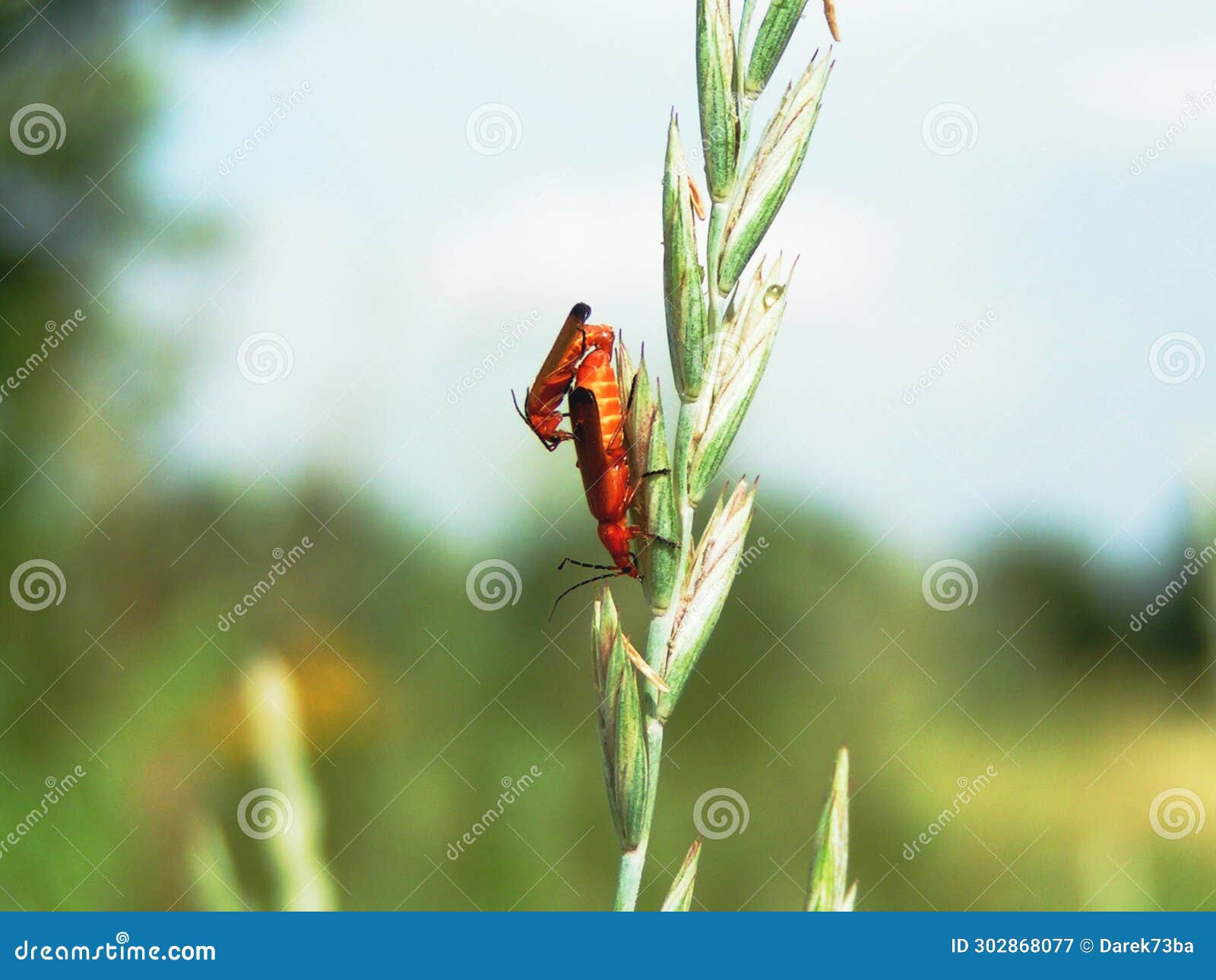 Two Red Worms on an Ear of Grain Stock Image - Image of wing, arthropod ...