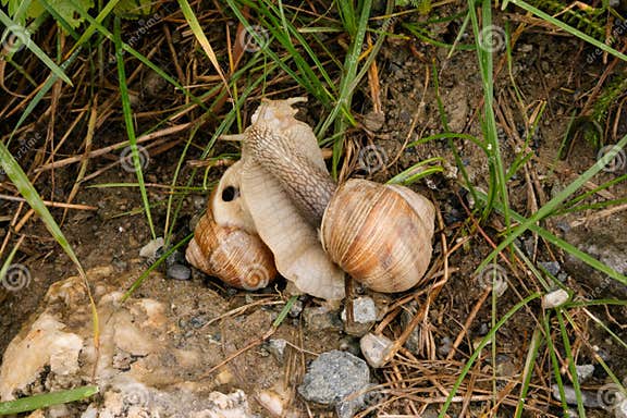 Two snails are mating stock image. Image of insect, nature - 112708811